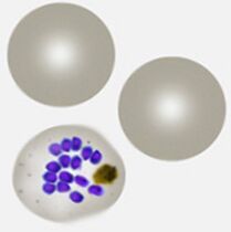 Species identification: summary page - MalariaETC